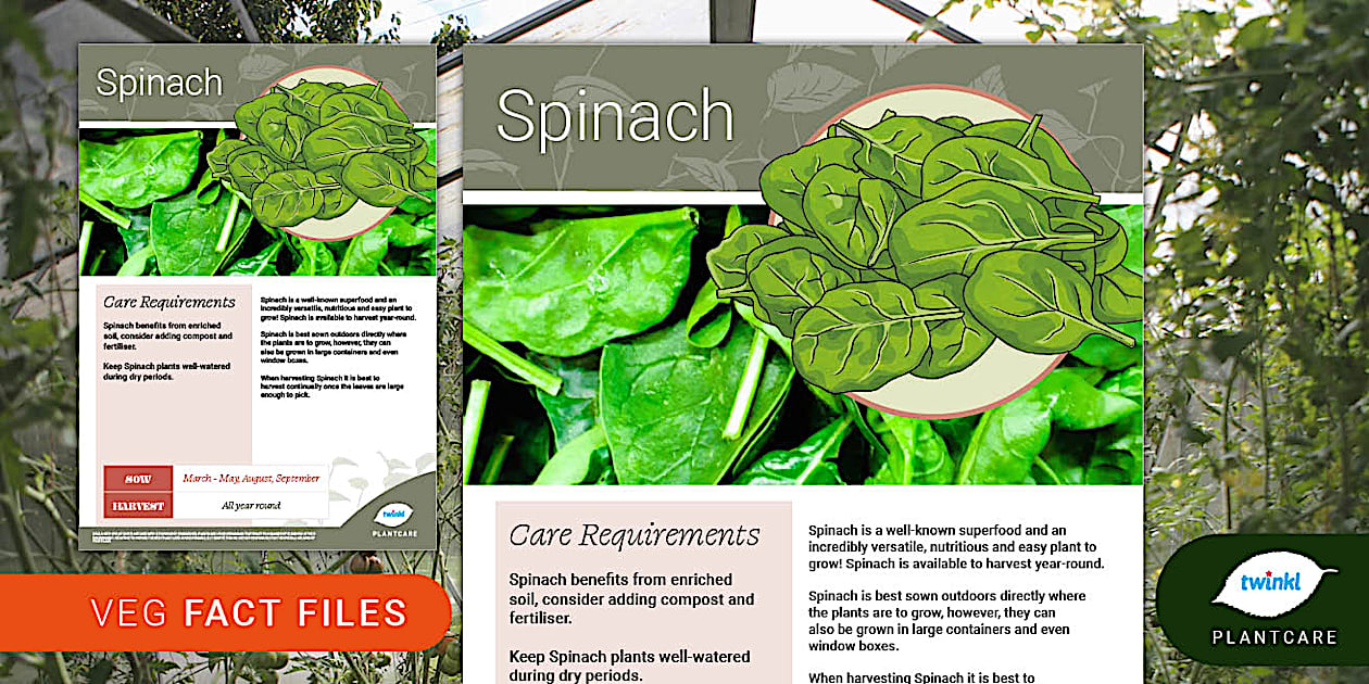 Garden Veg Fact File: Spinach, Plantcare, growing vegetables