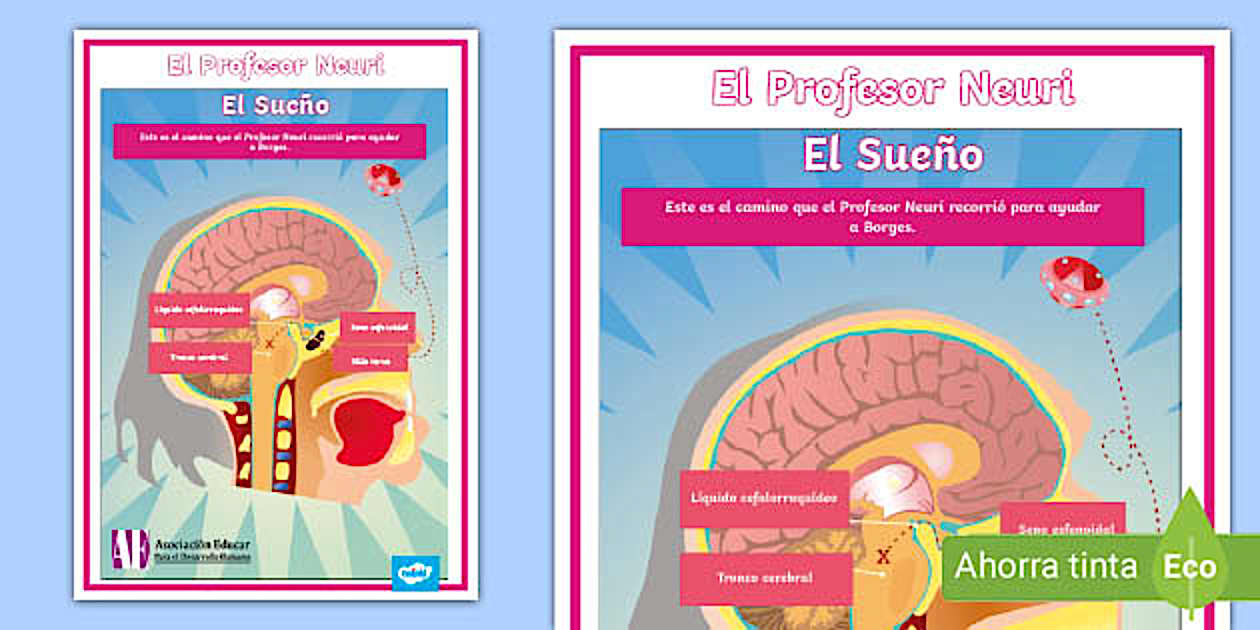 Póster: El mapa del cerebro - El Profesor Neuri - Twinkl