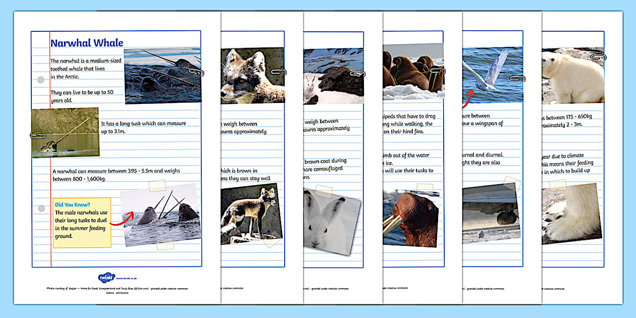 Polar Animals Fact File Sheets | Primary Resources - Twinkl