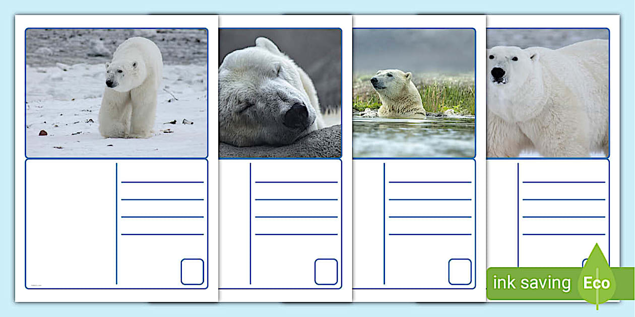 Polar Bear Postcards (teacher made) - Twinkl