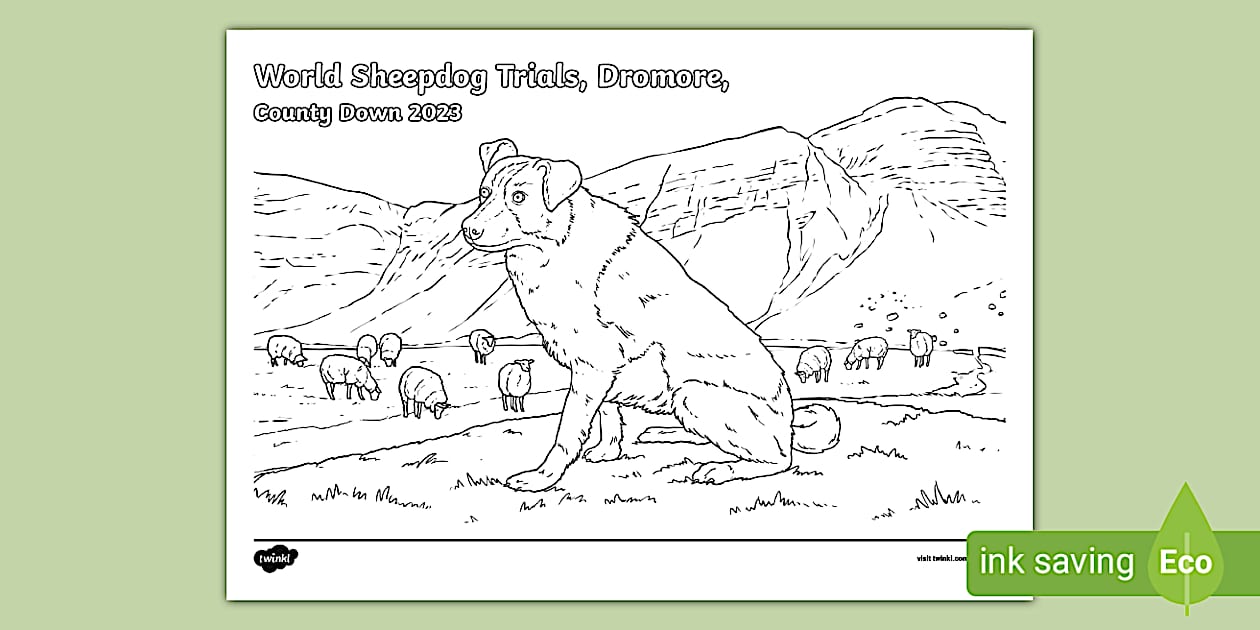 World Sheepdog Trials Dromore Colouring Page KS2 - Twinkl