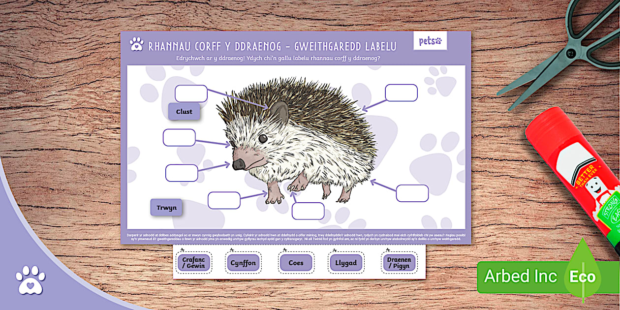 Rhannau Corff y Ddraenog (teacher made) - Twinkl