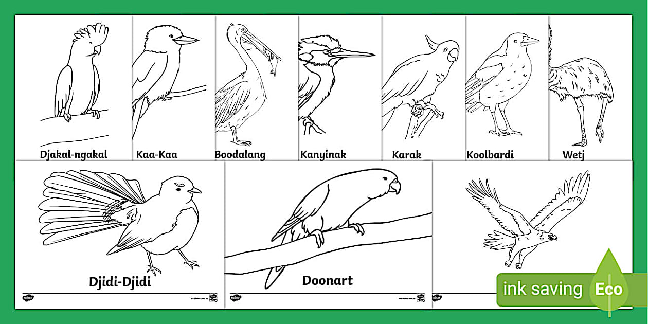Noongar Language Bird Colouring Pages - Twinkl