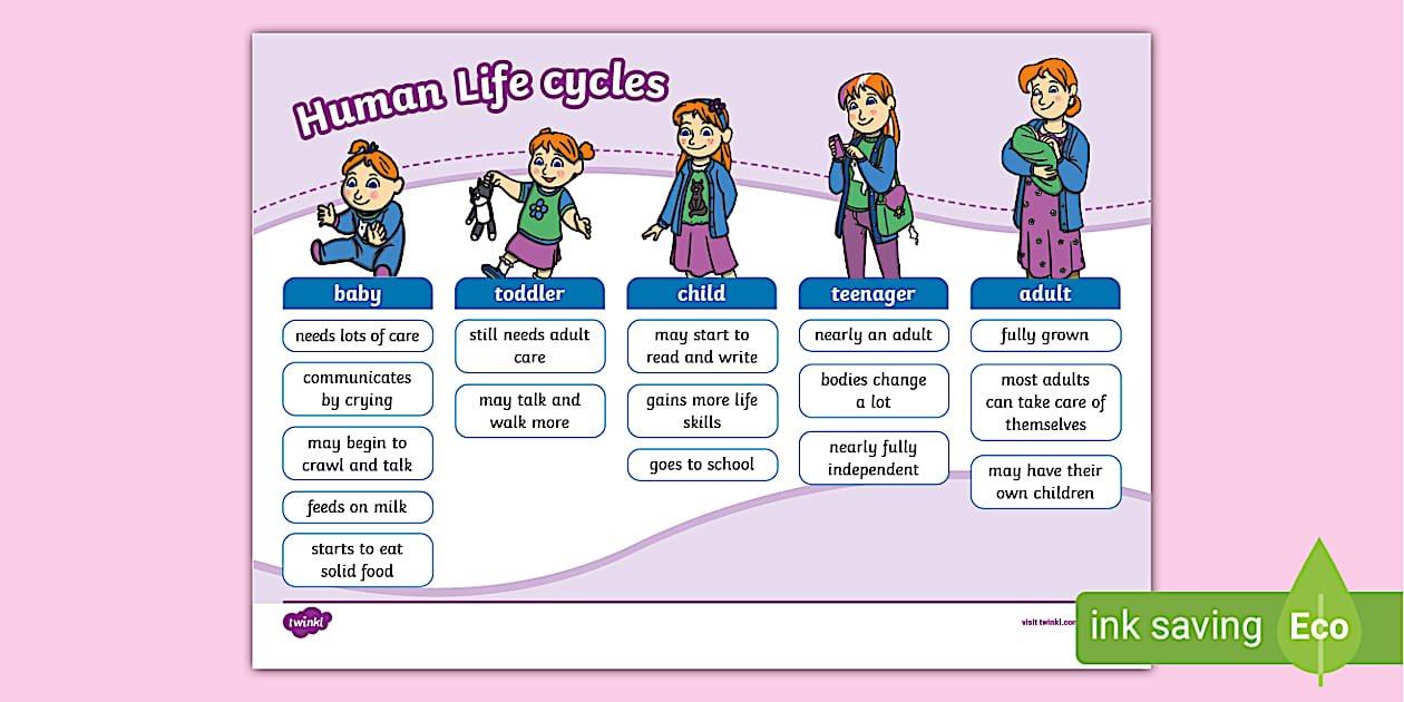 Human Life Cycles Word Mat - Twinkl - KS1 (teacher made)