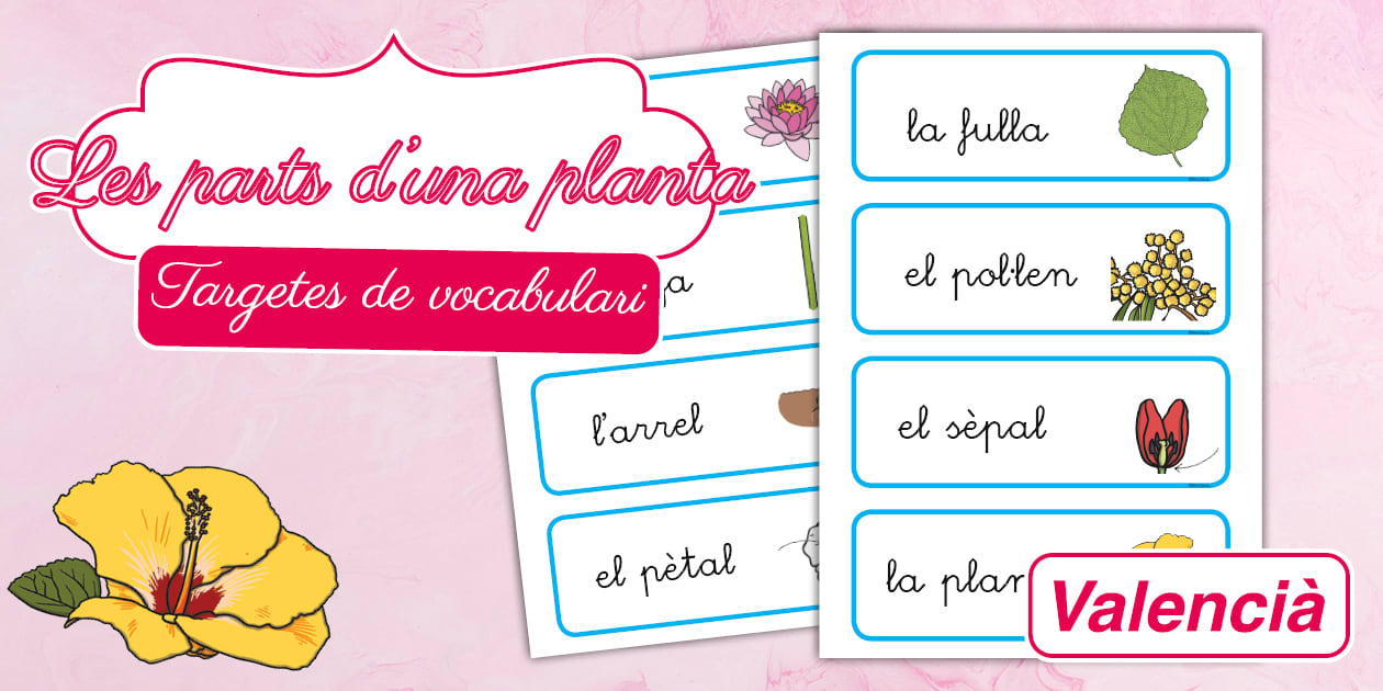 Targetes de vocabulari: Les parts d'una planta - Valencià