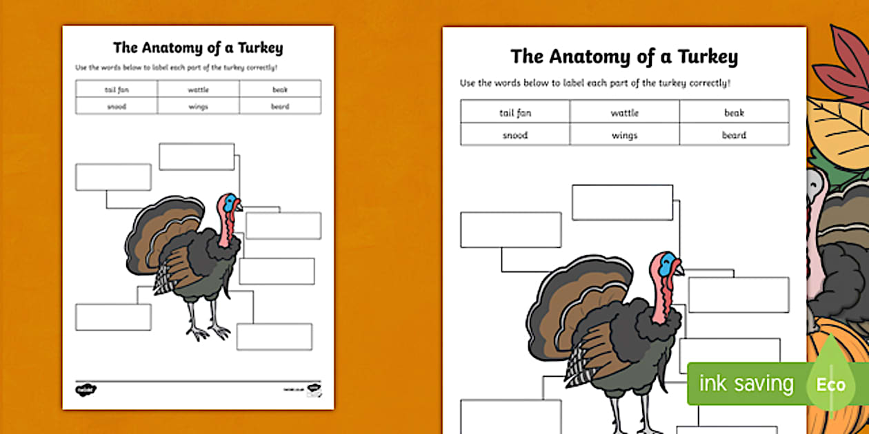 Anatomy of a Turkey Worksheet / Worksheet - Twinkl