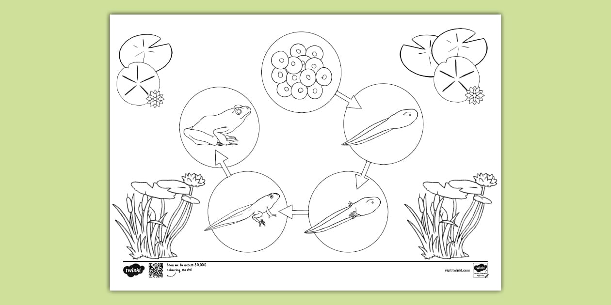 Life Cycle of a Frog Colouring - Twinkl