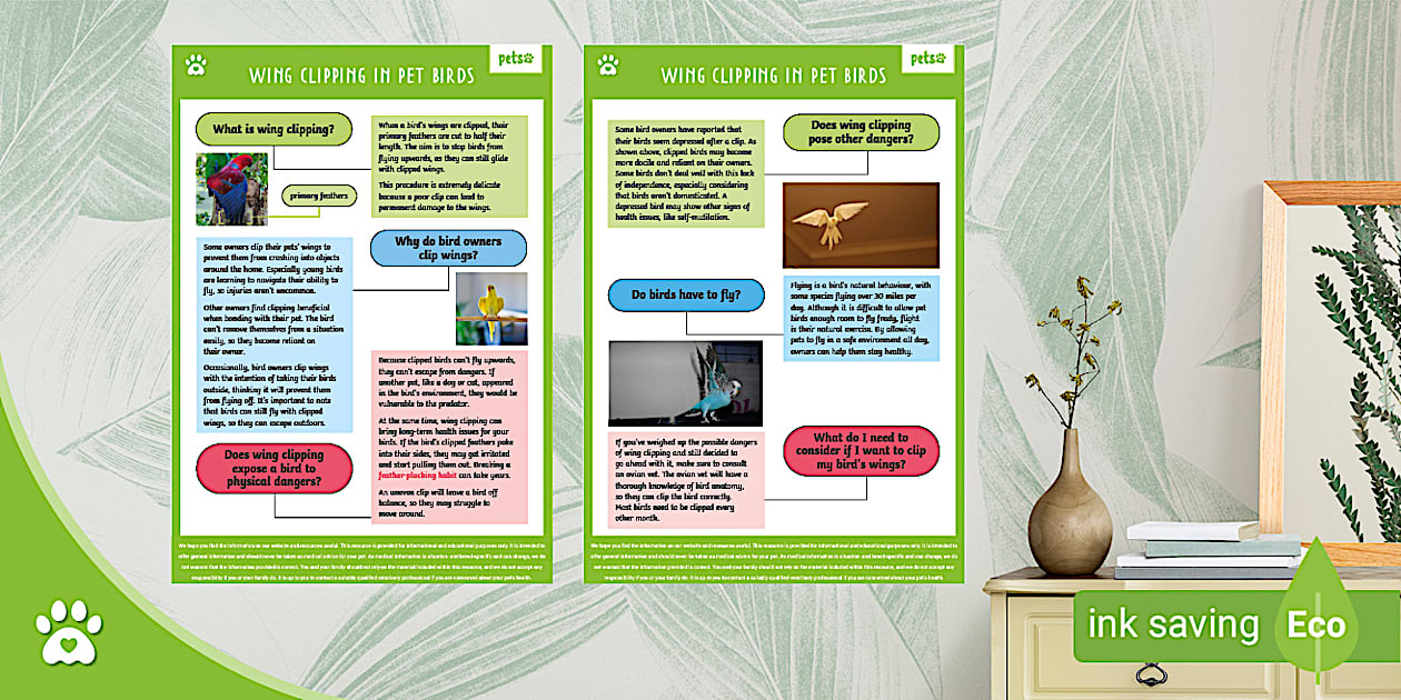 Wing Clipping in Pet Birds - Information Sheet - Twinkl Pets