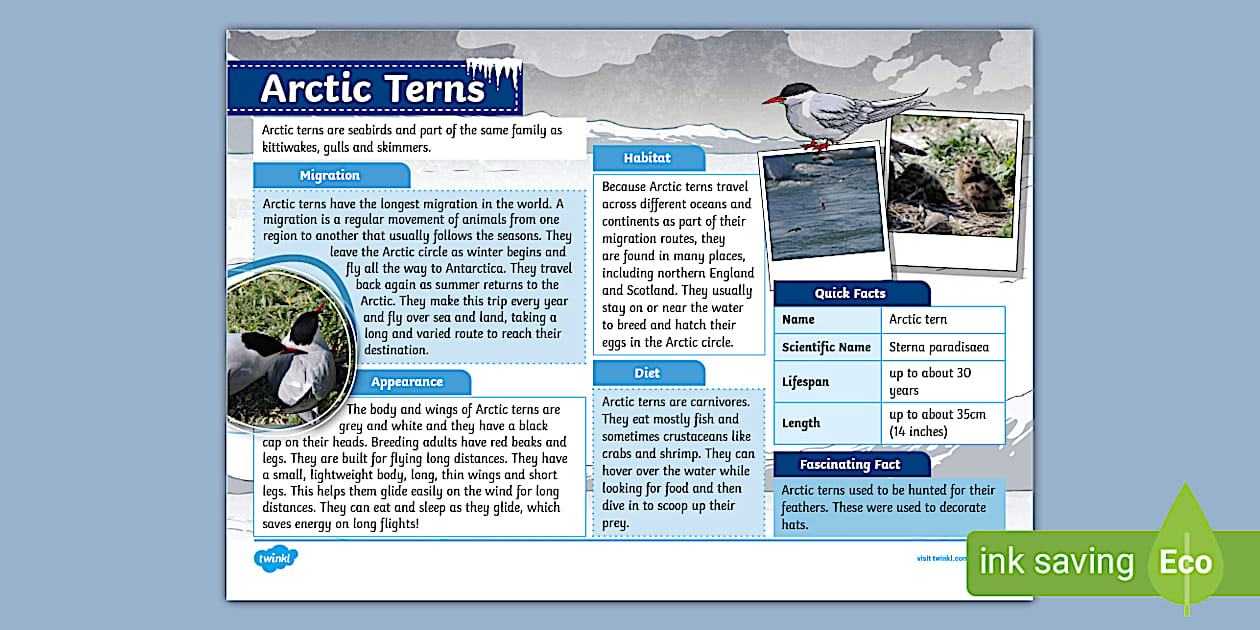 Arctic Tern Fact File - KS2 - Birds - The Arctic - Twinkl