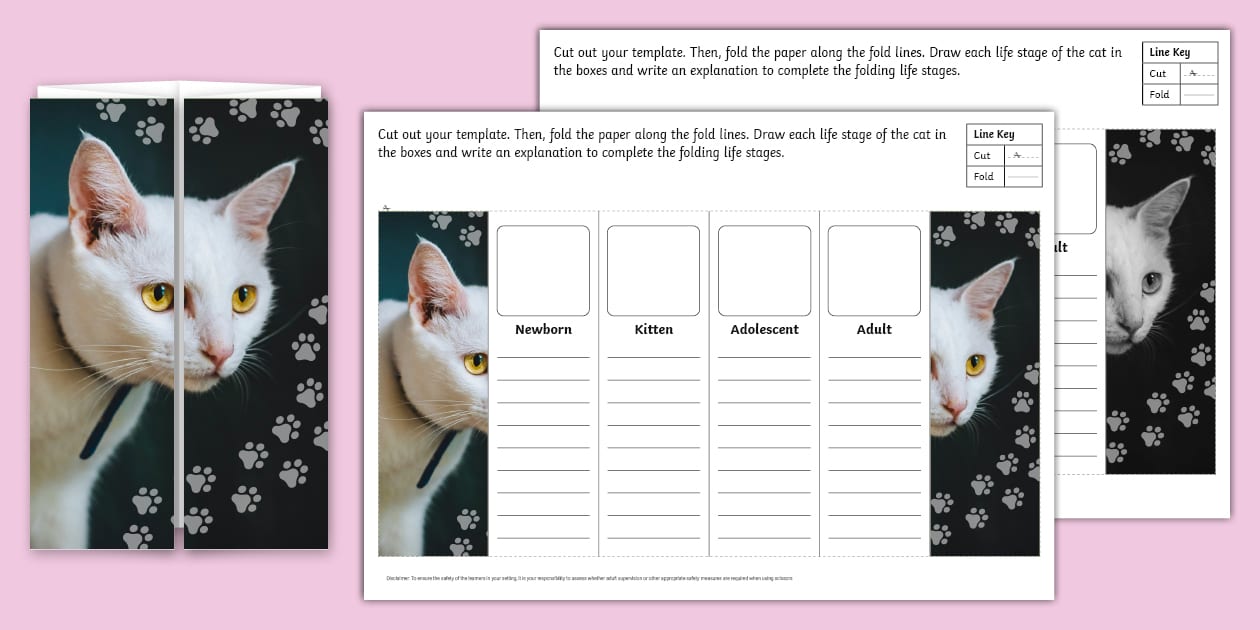 Cat Folding Life Stages Template (teacher made) - Twinkl