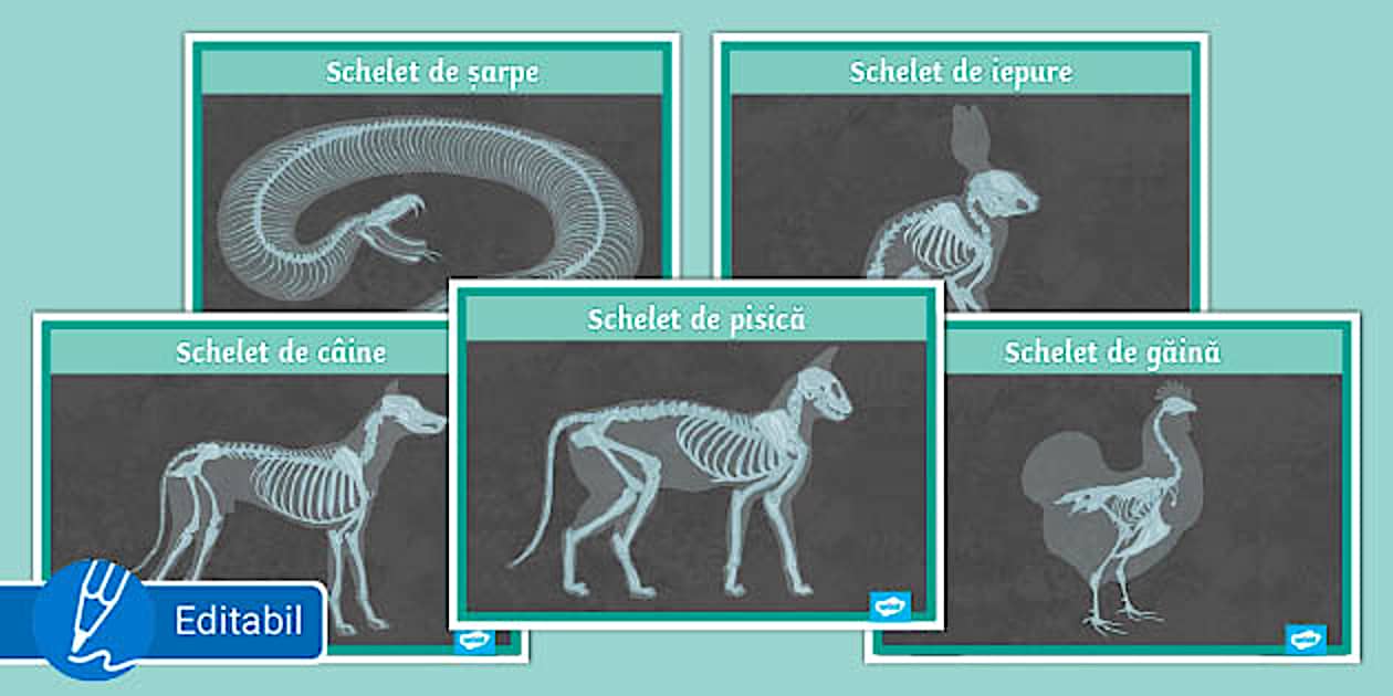 Schelete de animale – Planșe (professor feito) - Twinkl
