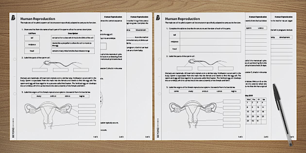 KS3 Human Reproduction Homework Worksheets | Beyond - Twinkl