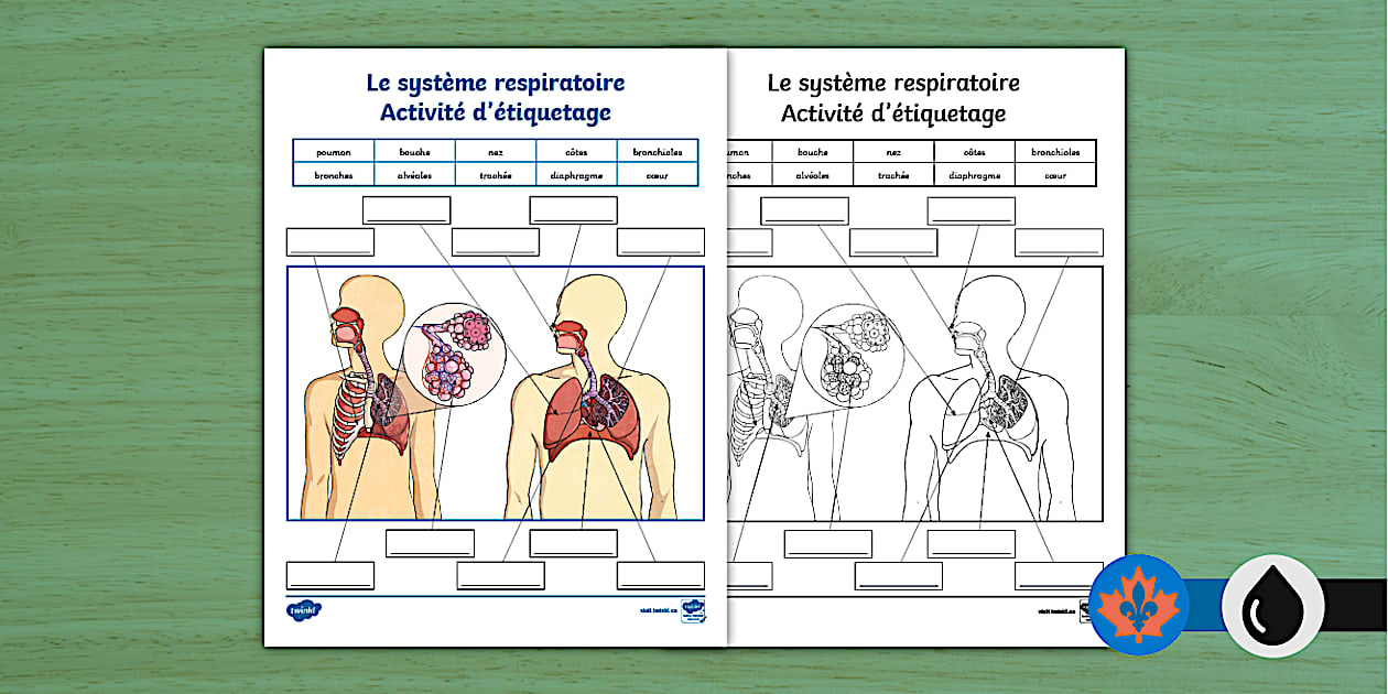 Breathing and the Lungs Labelling Activity French