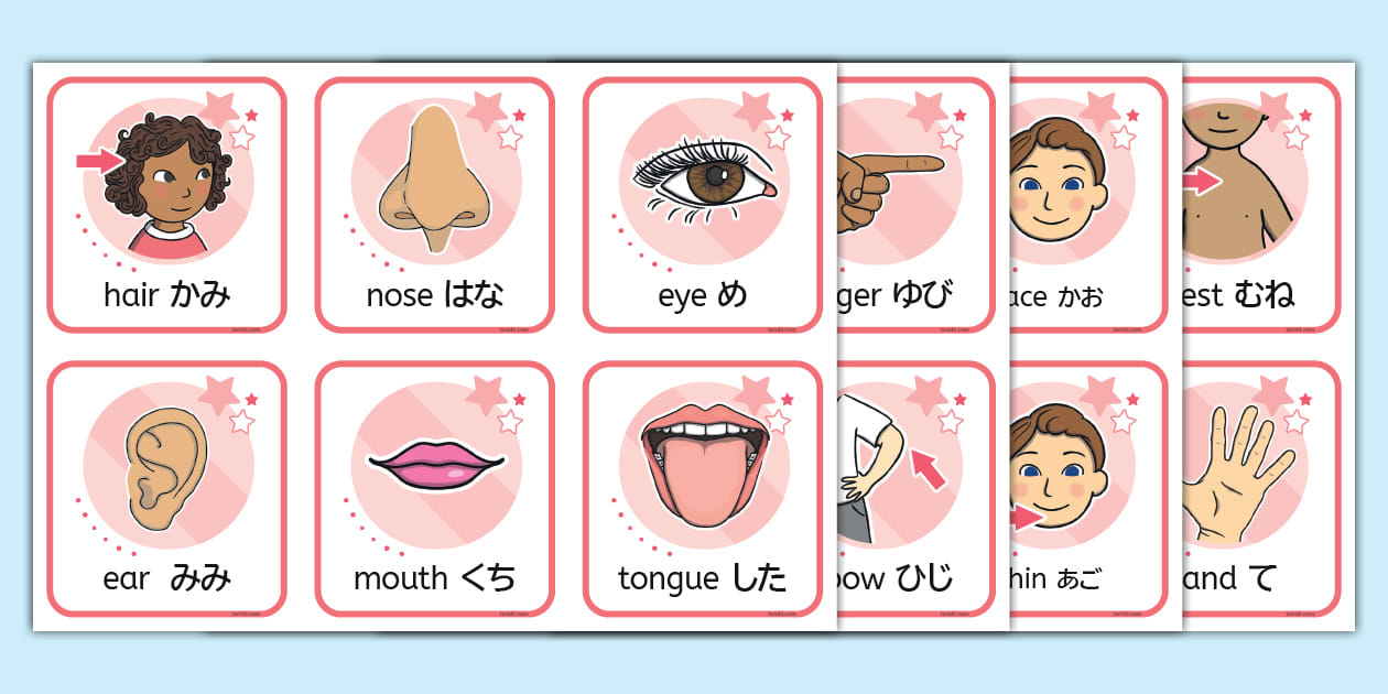 私の体 フラッシュカード バイリンガル Body Parts Flashcards｜Twinkl