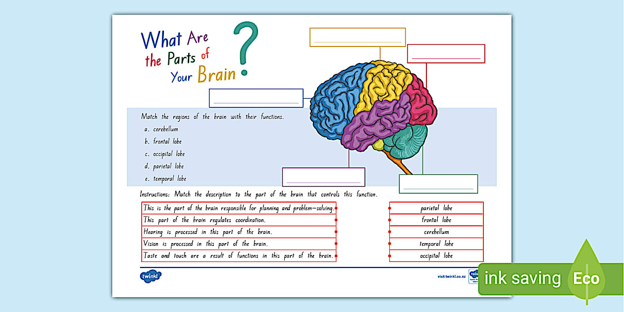 Editable Parts of the Brain - Labelling Worksheet - Twinkl