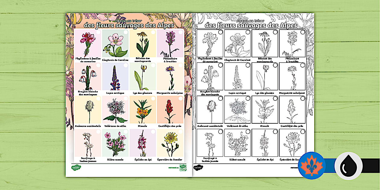 Canadian Alpine Region Summer Wildflowers Scavenger Hunt French