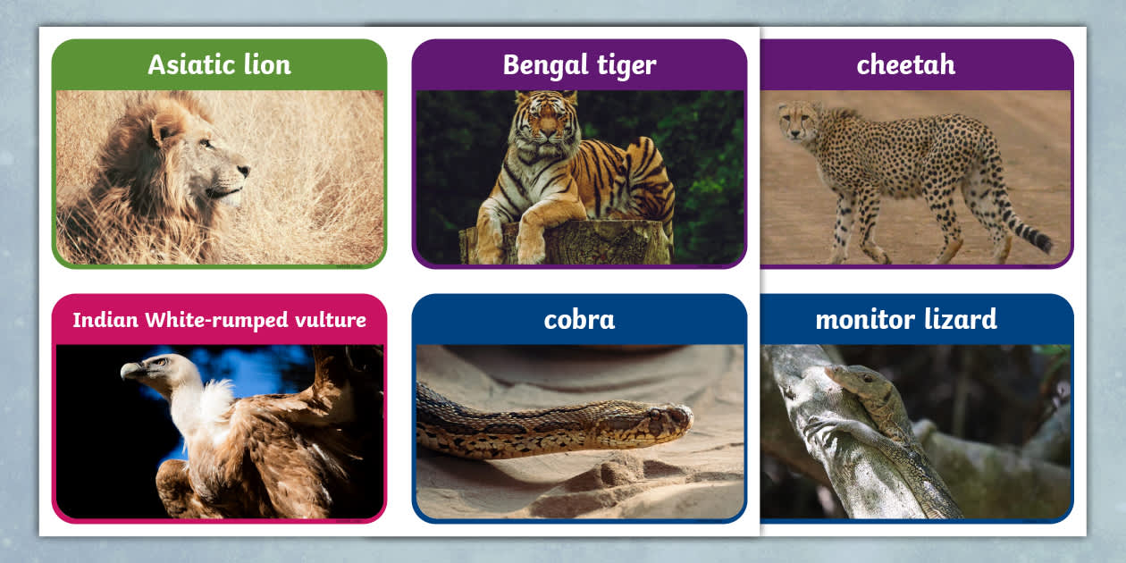 Animals of India Photo Flashcards (teacher made) - Twinkl