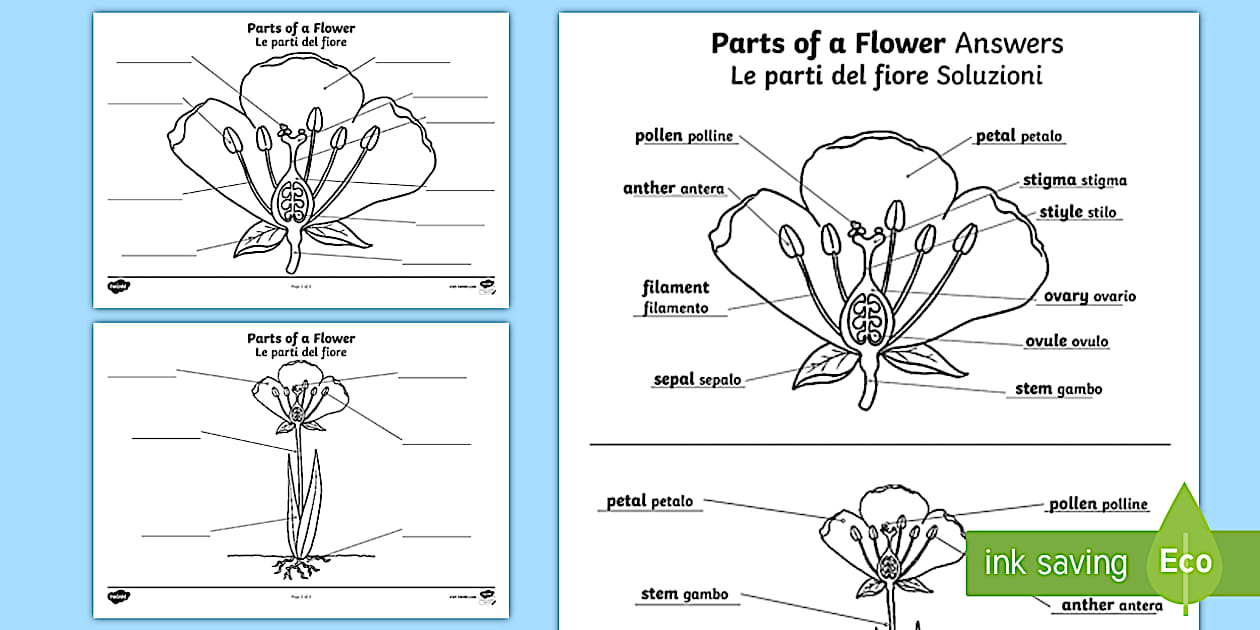 Parts of a Plant and Flower Labelling Worksheet / Worksheet English/Italian