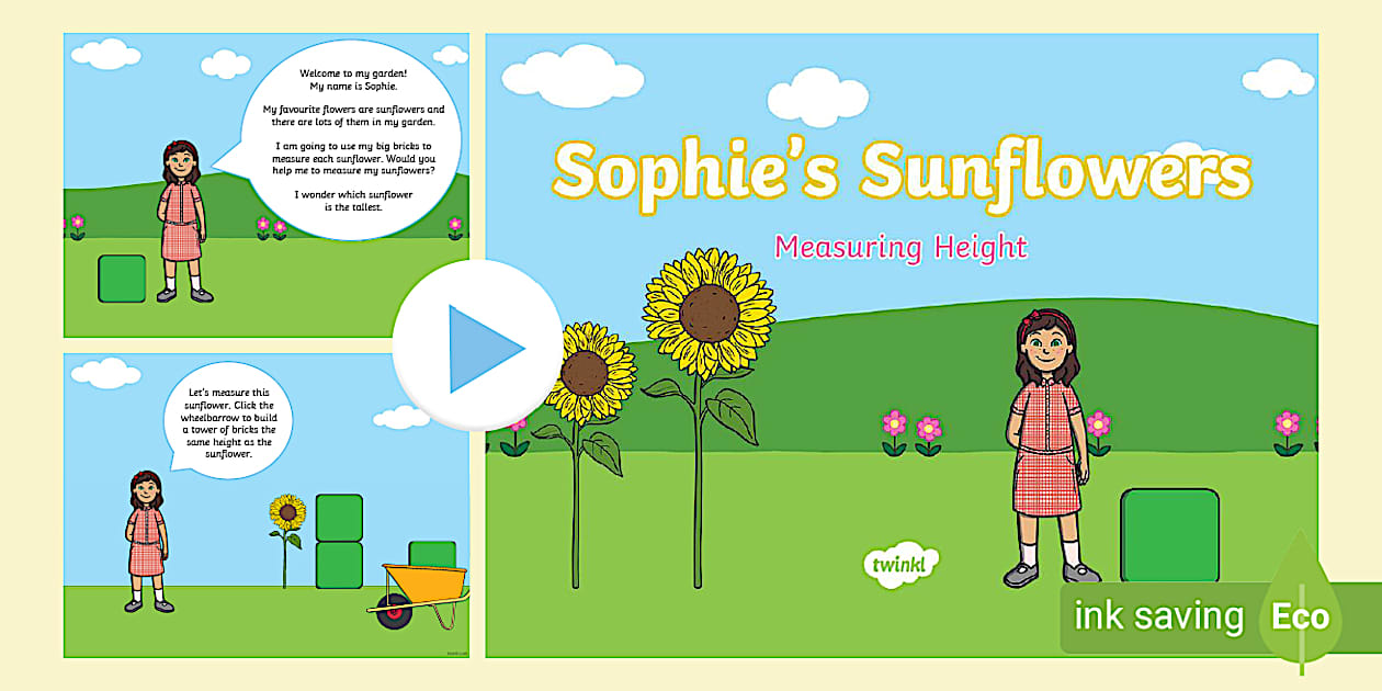 👉 Sophie's Sunflowers Measuring Height PowerPoint