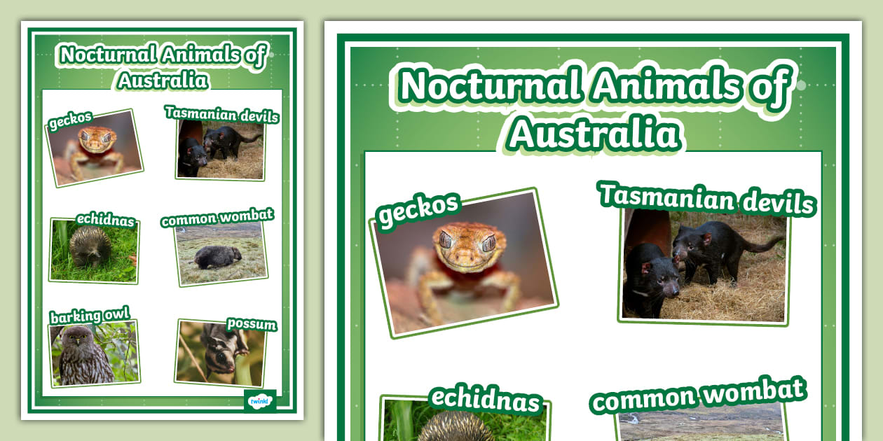 Nocturnal Animals of Australia Photo Display Poster - Twinkl