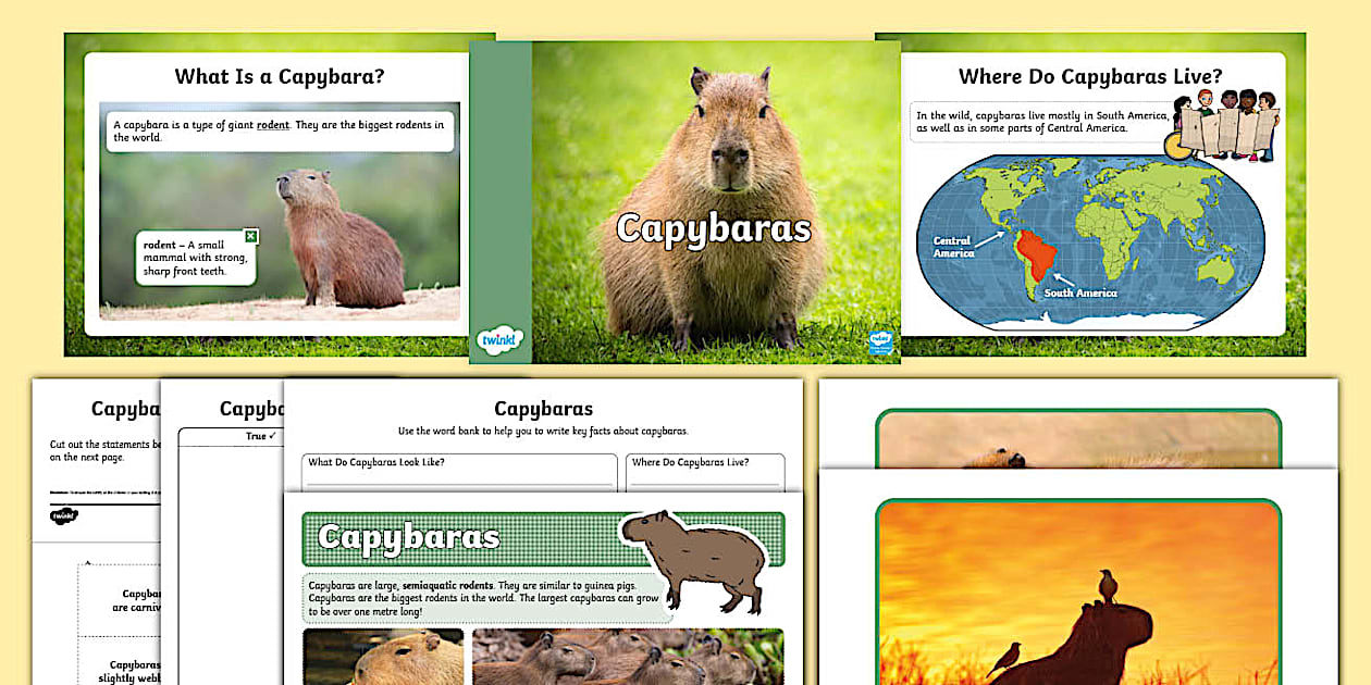 Capybara PowerPoint and Activity Pack (teacher made)