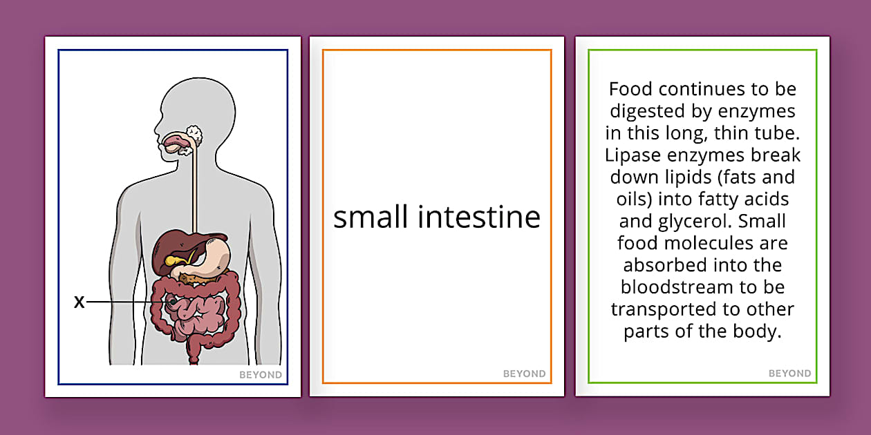 Digestive System Display Pack | Biology | Beyond Secondary