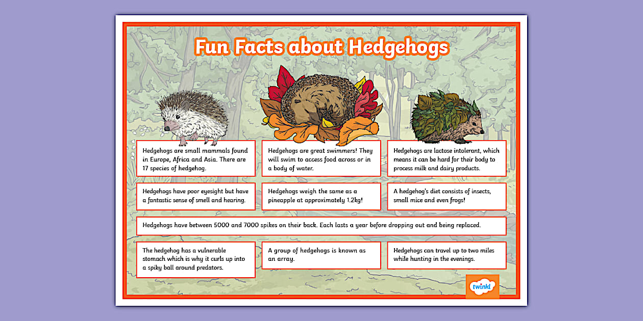Fun Facts About Hedgehogs Display Poster (Teacher-Made)