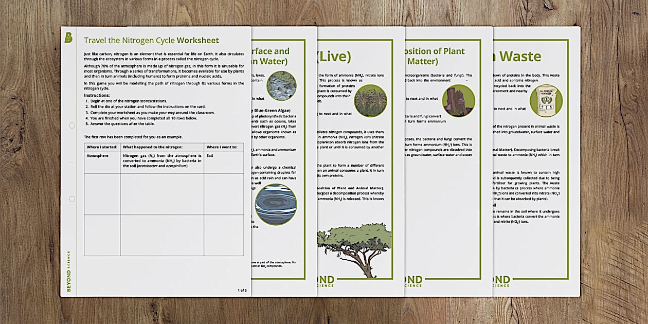 Travel the Nitrogen Cycle (teacher made) - Twinkl