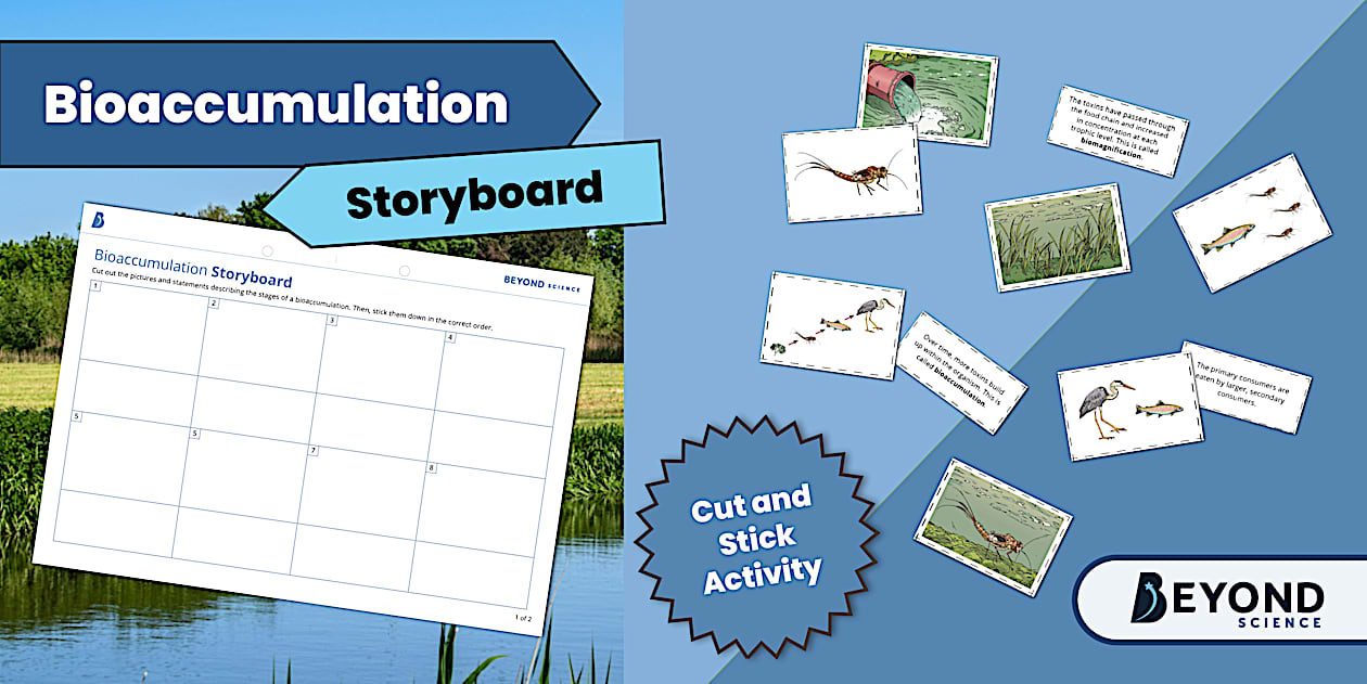 Bioaccumulation Storyboard | KS3 | Beyond Science