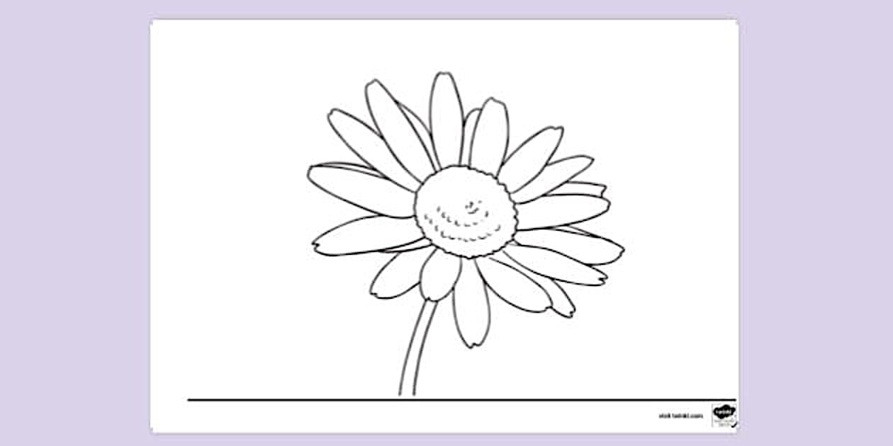 Daisy Flower Colouring Sheet | Colouring Pages - Twinkl