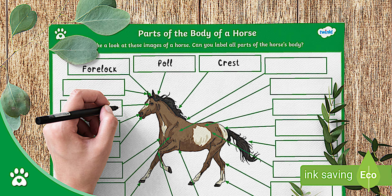 Parts of the Body of a Horse - Labelling Activity - Pets