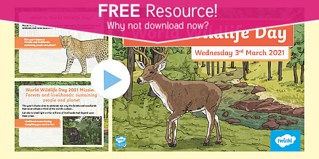 KS2 World Wildlife Day Big Cats PowerPoint