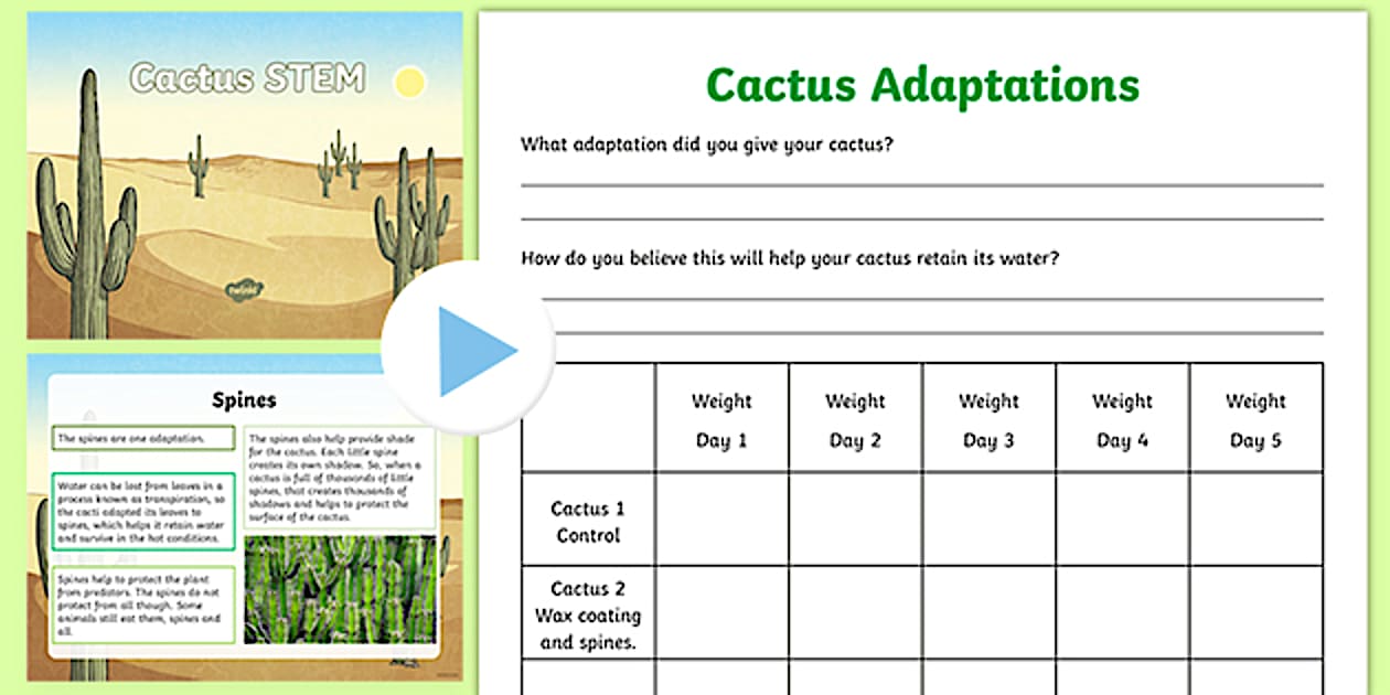 Cactus STEM Activity and Resource Pack (teacher made)
