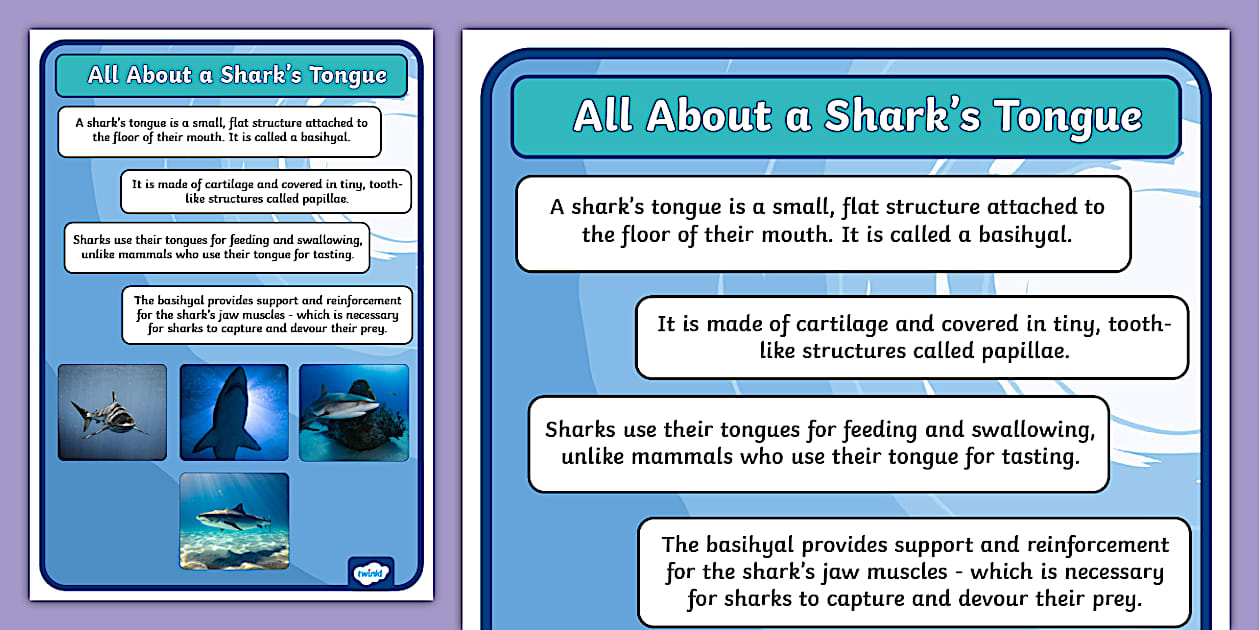 Shark Tongue Display Poster - Twinkl