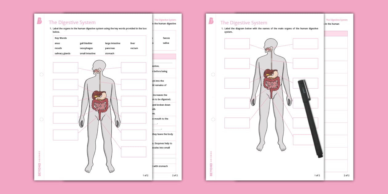 The Digestive System Labelling Worksheet | Beyond Science