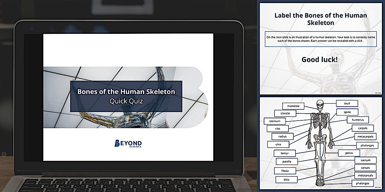 Bones of the Human Skeleton Quick Quiz (teacher made)