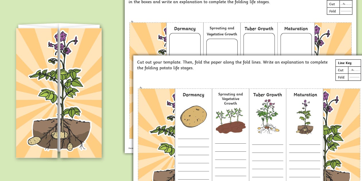 Potato Folding Life Stages Template - Twinkl