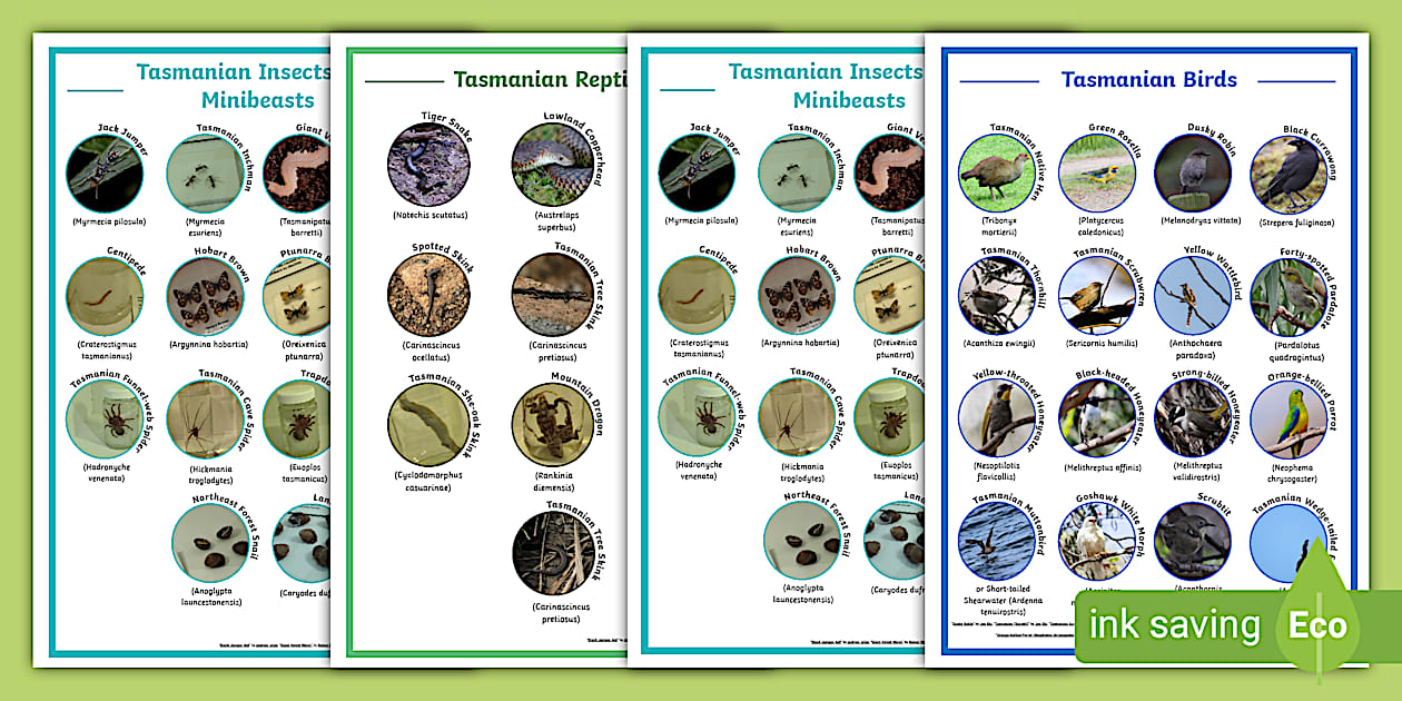 Tasmanian Animals, Plants and Fungi Identification Charts