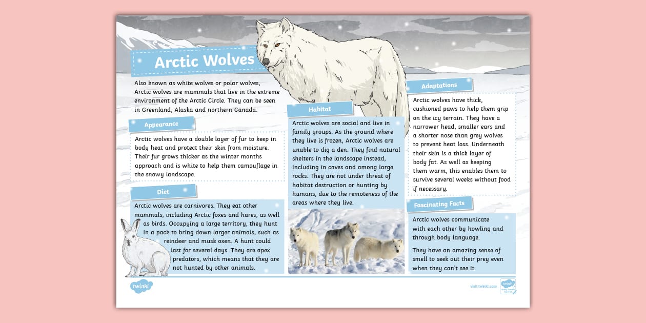 KS2 Arctic Wolf Fact File (teacher made) - Twinkl