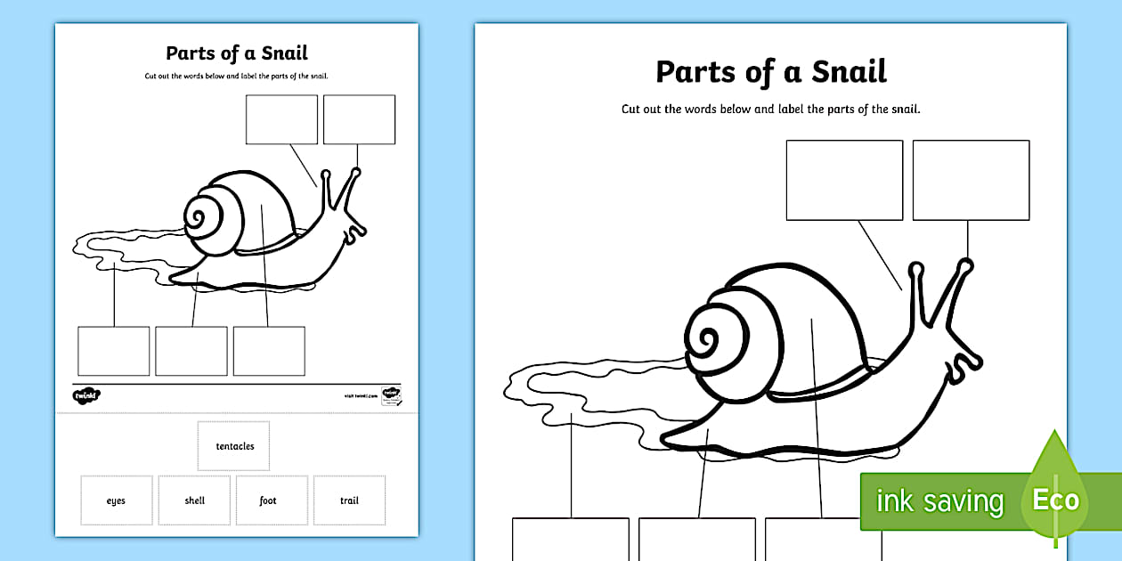 Parts of a Snail Worksheet / Worksheet (teacher made)