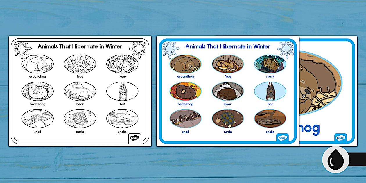 Fun Hibernating Animals Colouring Pages for Kids - Twinkl
