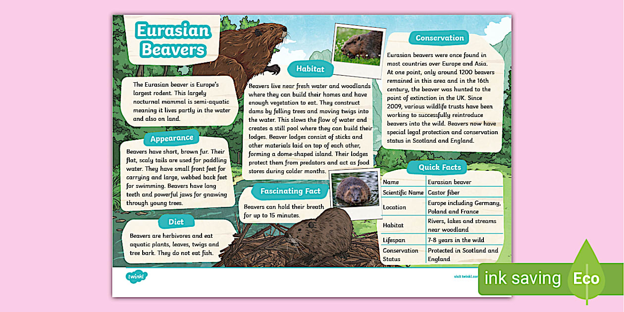 KS2 Eurasian Beavers Fact File (Teacher-Made) - Twinkl