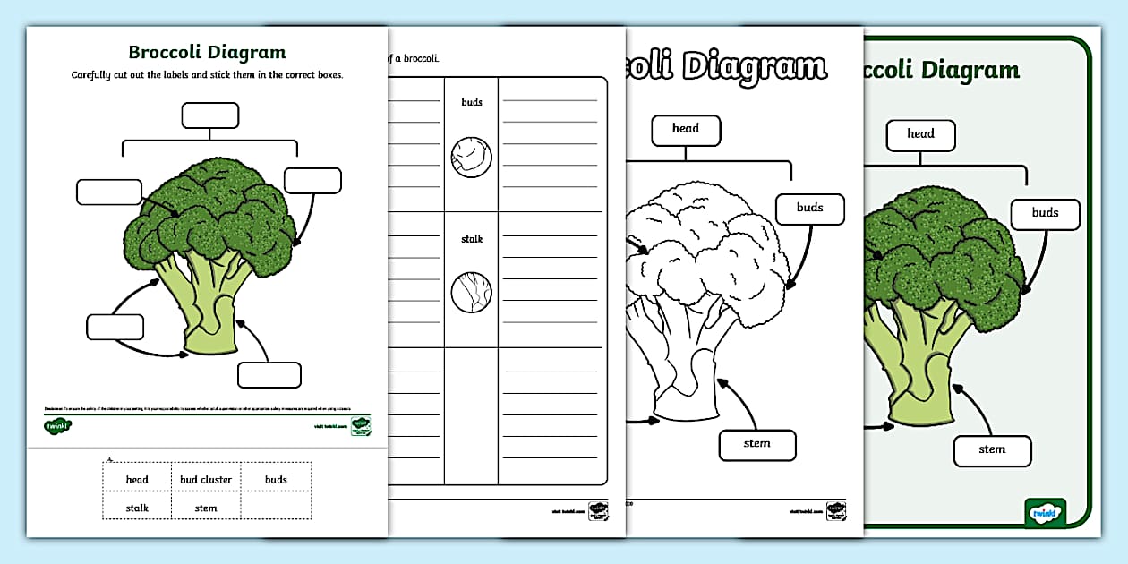 Broccoli Diagram Activity Pack (teacher made) - Twinkl