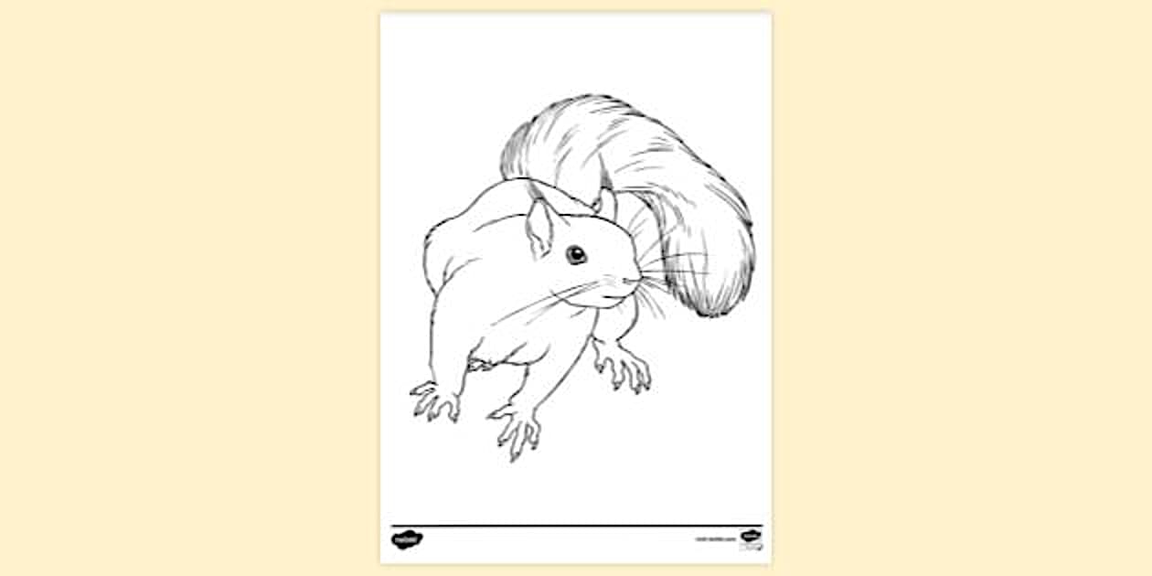 Realistic Squirrel Colouring Sheet | Twinkl Colouring Sheets