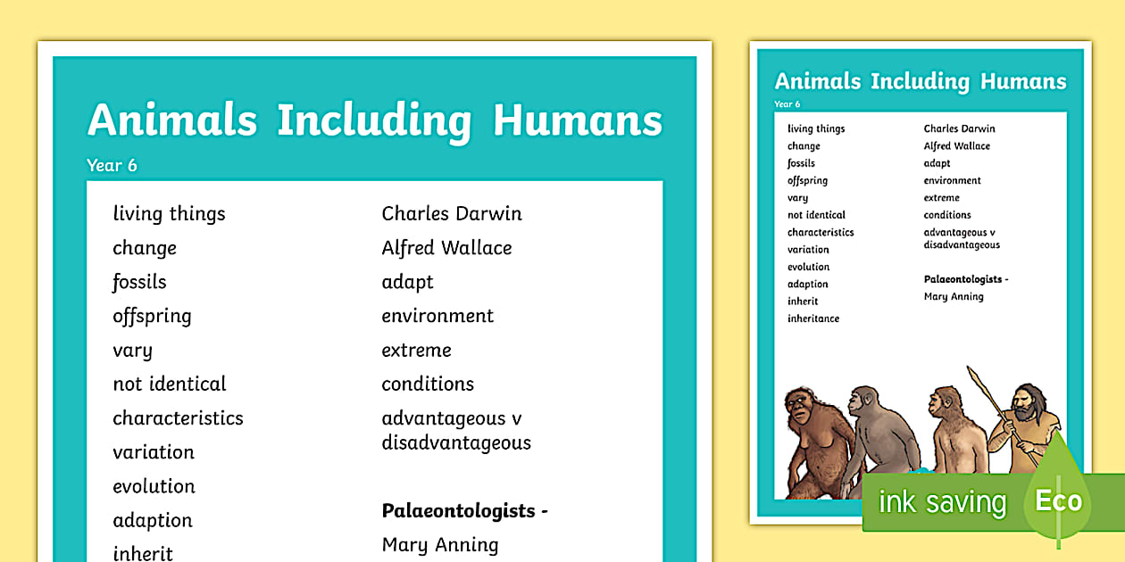 Year 6 Evolution and Inheritance Scientific Vocabulary Poster