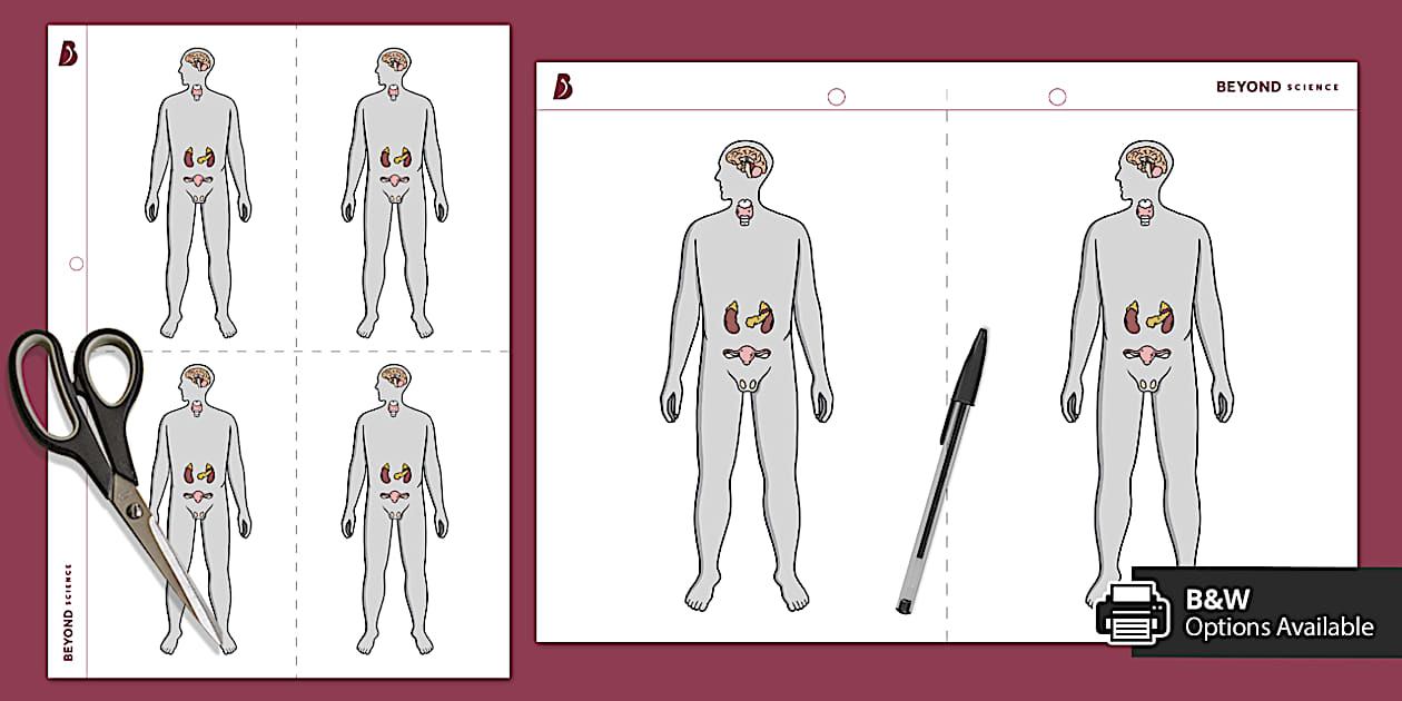 The Endocrine System Illustration (teacher made) - Twinkl
