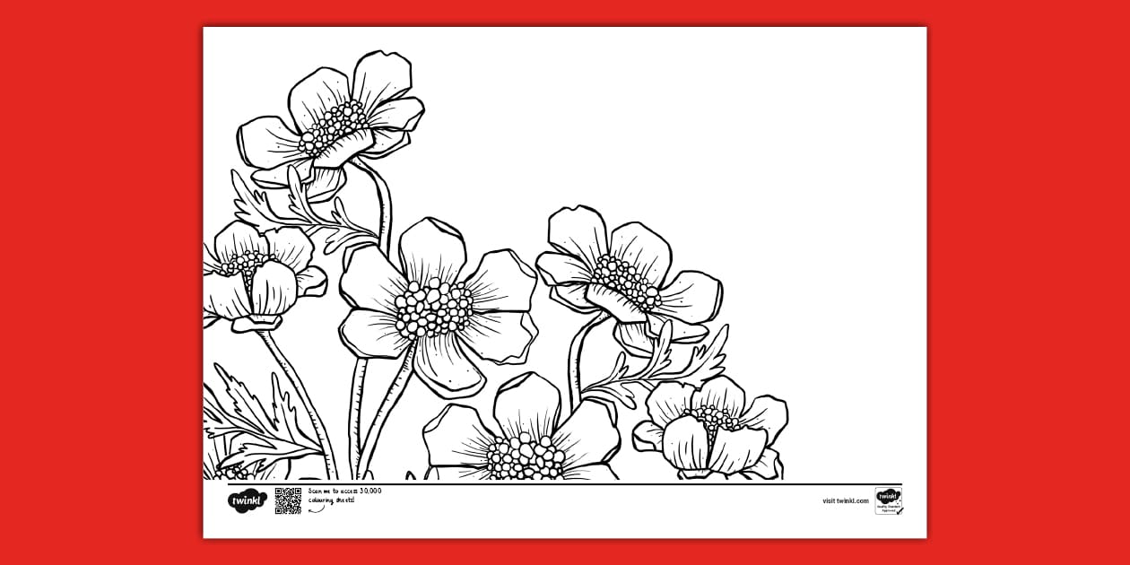 Poppies Colouring Sheet | Colouring Sheets (Teacher-Made)