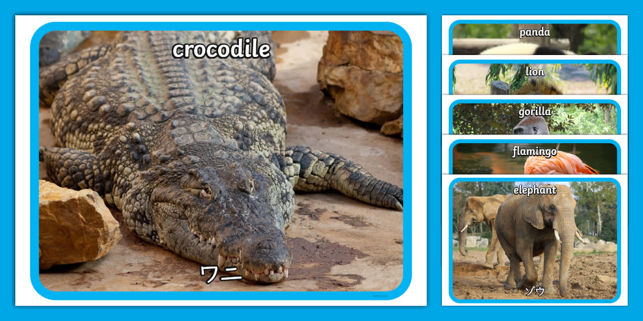 動物園の動物 掲示用ミニポスター Zoo Animals Mini Display Posters - Twinkl