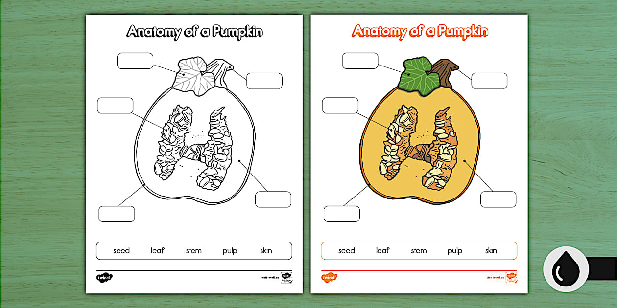 Parts of a Pumpkin Labelling Activity (teacher made)