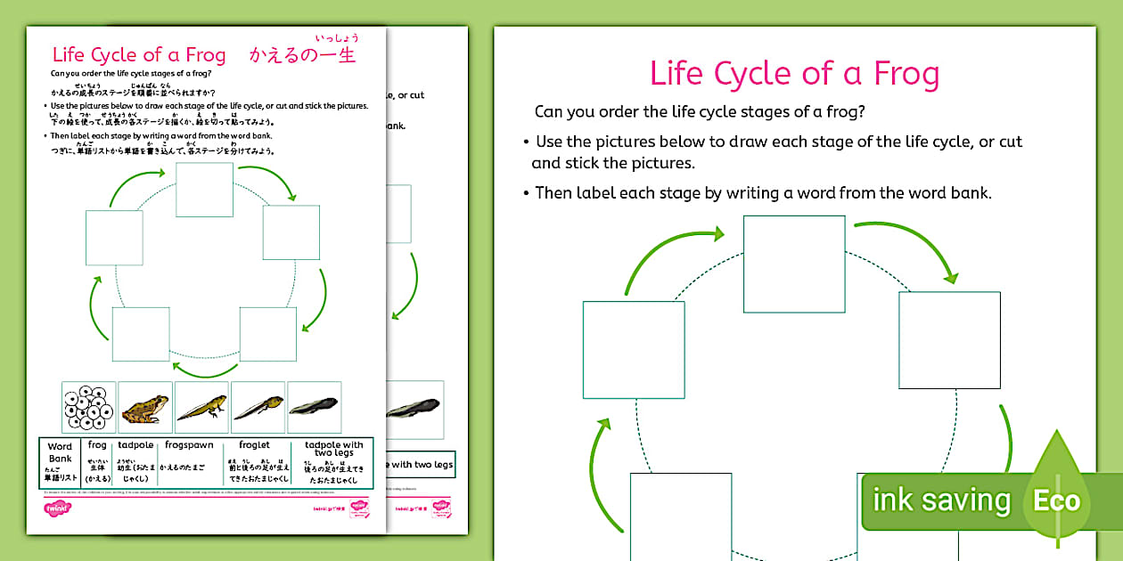 Frog Life Cycle Activity Sheet- Japanese and English かえるの一生 ワークシート 日本語と英語